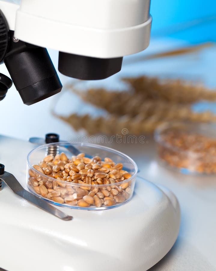 Food Quality stock image. Image of biotechnology, control - 29380889