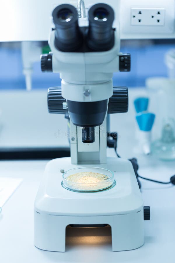 Microbiological Testing for Food Stock Photo - Image of microbiological ...