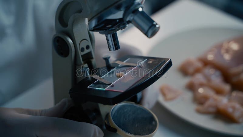 Microbiologist Analyzing Meat Sample Structure and Qualities during ...