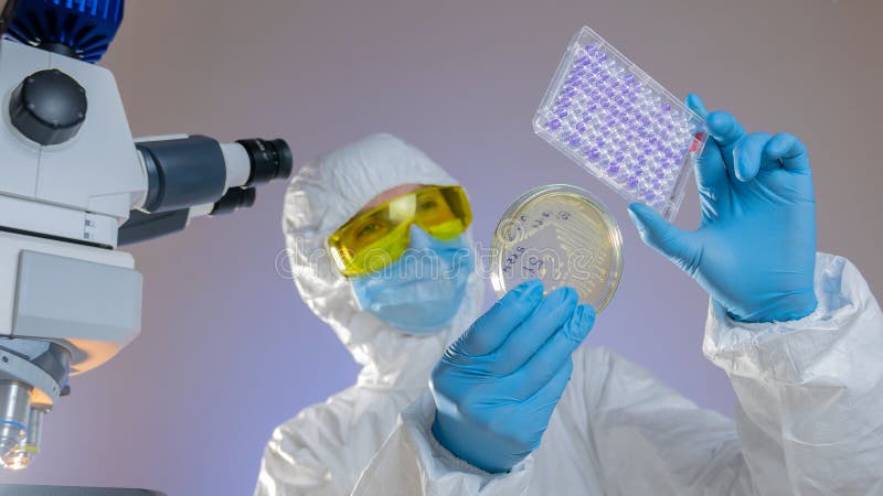 A Microbiologist Compares Bacteria from a Petri Dish with Samples in a ...