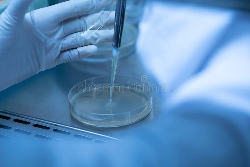Microbiologist Test for Test on Plate with Aseptic Technique in a Fume ...