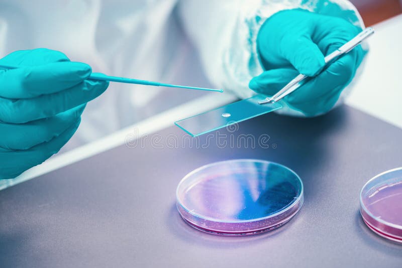 Microbiologist Inspecting Petri Dish, Observing Bacteria Growth Stock ...