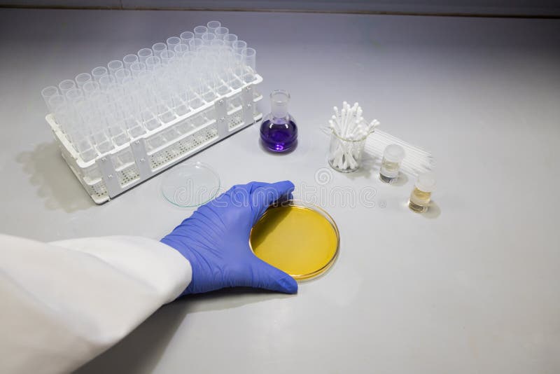 Microbiologist in a Laboratory Analysing Bacteria Samples on a Plate ...