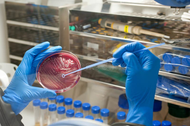Microbiologist and loop stock photo. Image of petri - 286402454