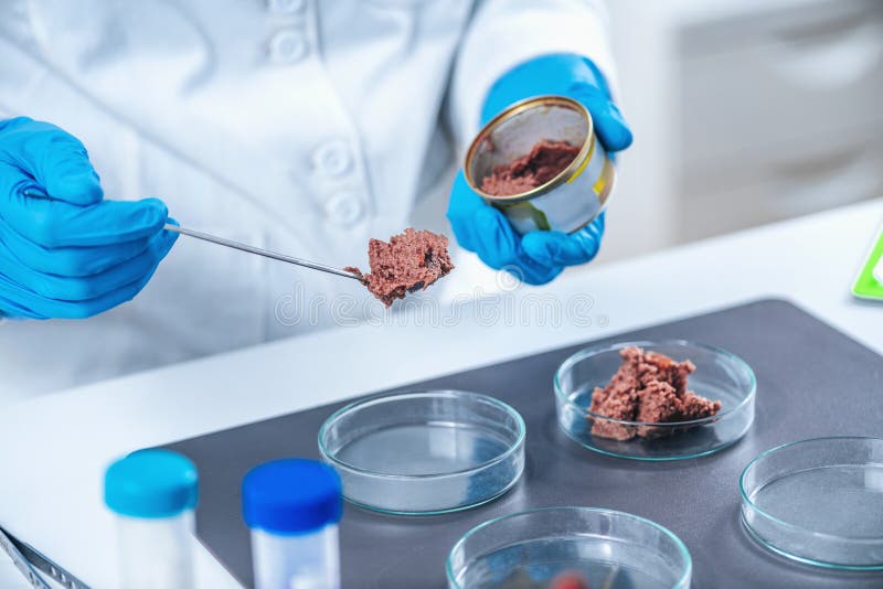 Microbiologist Preparing Sample of Canned Pet Food for Quality Control ...