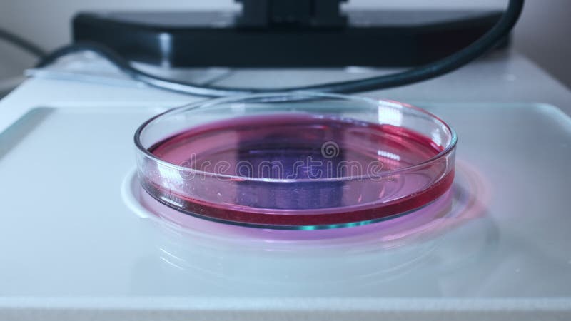 Microbiologist Working on Molecule Samples in Petri Dish Under a ...