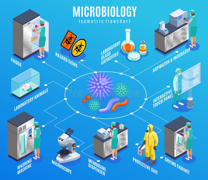 Microbiology Isometric Flowchart Stock Vector - Illustration of ...