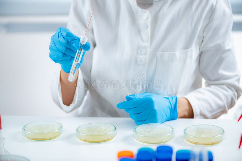 Microbiology Lab Technician Working with Petri Dishes Stock Image ...