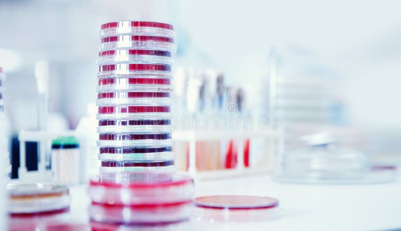 Microbiology Laboratory Agar Plate Full of Micro Bacterias and ...