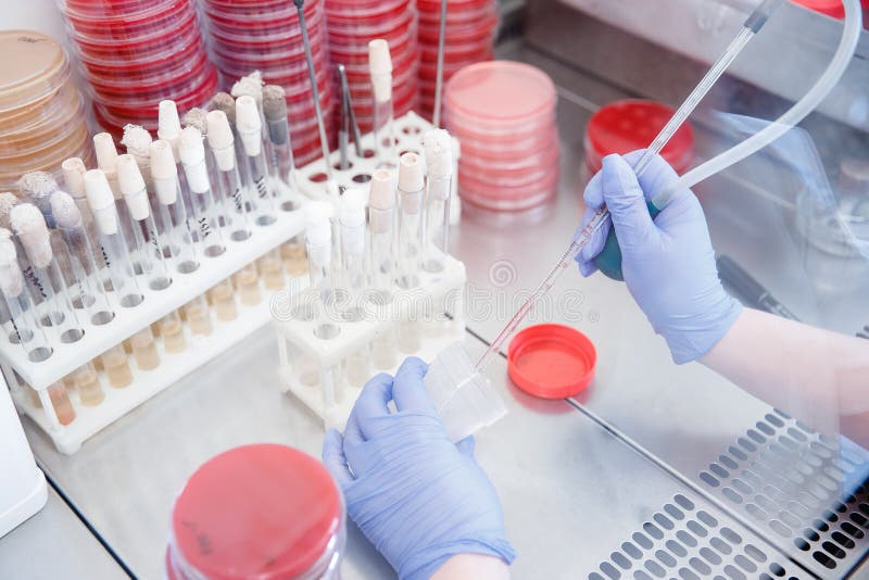 Microbiology Laboratory Agar Plate Full of Micro Bacterias and ...