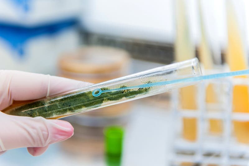 Microbiology loop and mold stock photo. Image of mold - 136682490