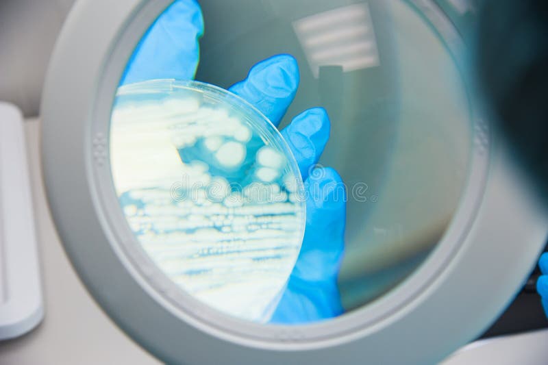 Microbiology Research in Laboratory Stock Photo - Image of health ...