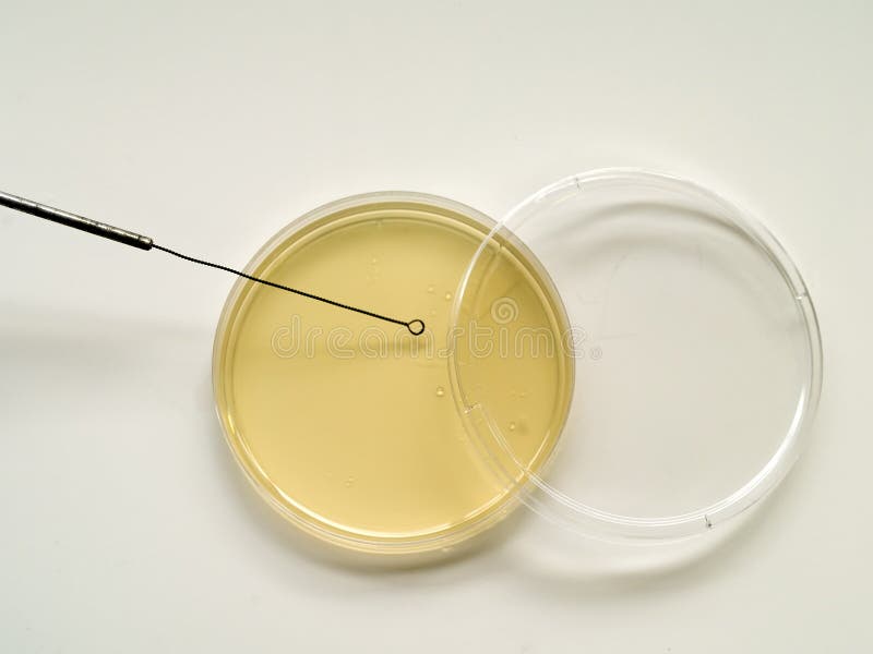 Microbiology technique stock photo. Image of science, plate - 6482868
