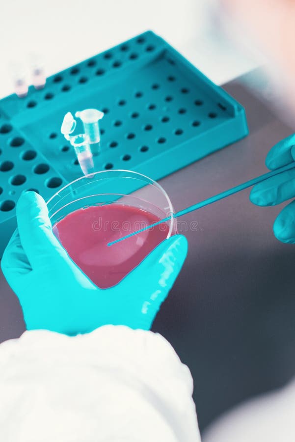 Microbiology, Working with Petri Dishes Stock Photo - Image of ...