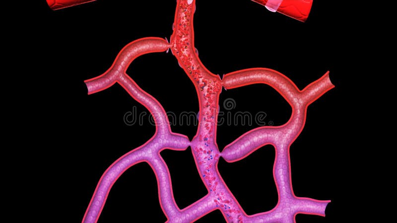 MICROCIRCULATION PRECAPILLARY SPHINCTER CONTRACTED Stock Footage ...