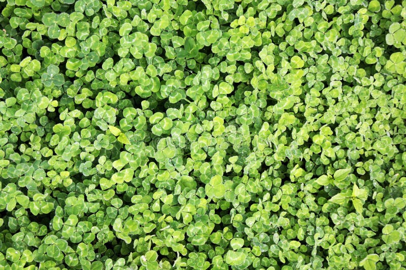 Microclover is the Ideal Solution for a Decorative Lawn Stock Photo ...