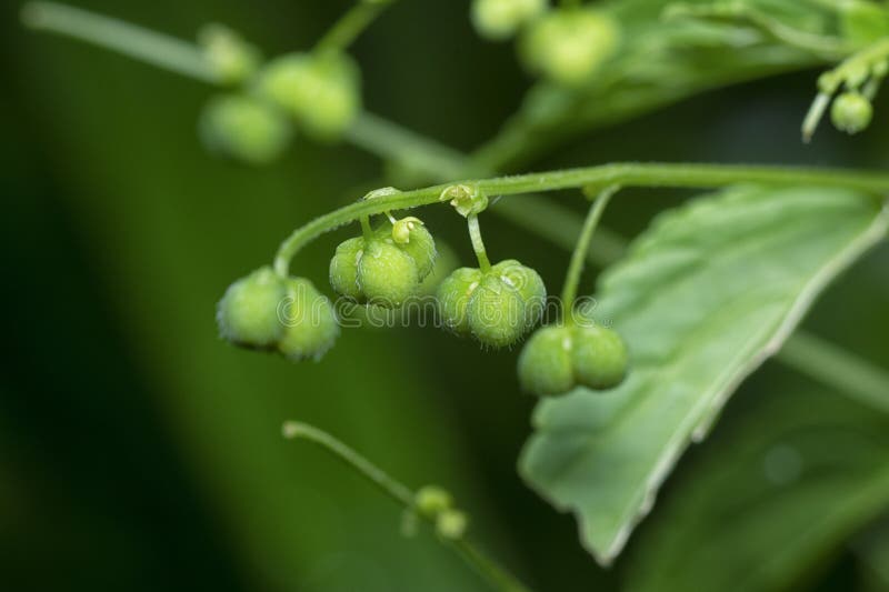 Micrococca Mercurialis the Wild Annual Weed Plant with Tiny Seeds on ...