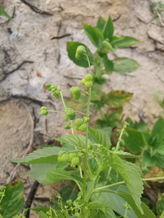 Micrococca Mercurialis the Wild Annual Weed Plant with Tiny Seeds on ...