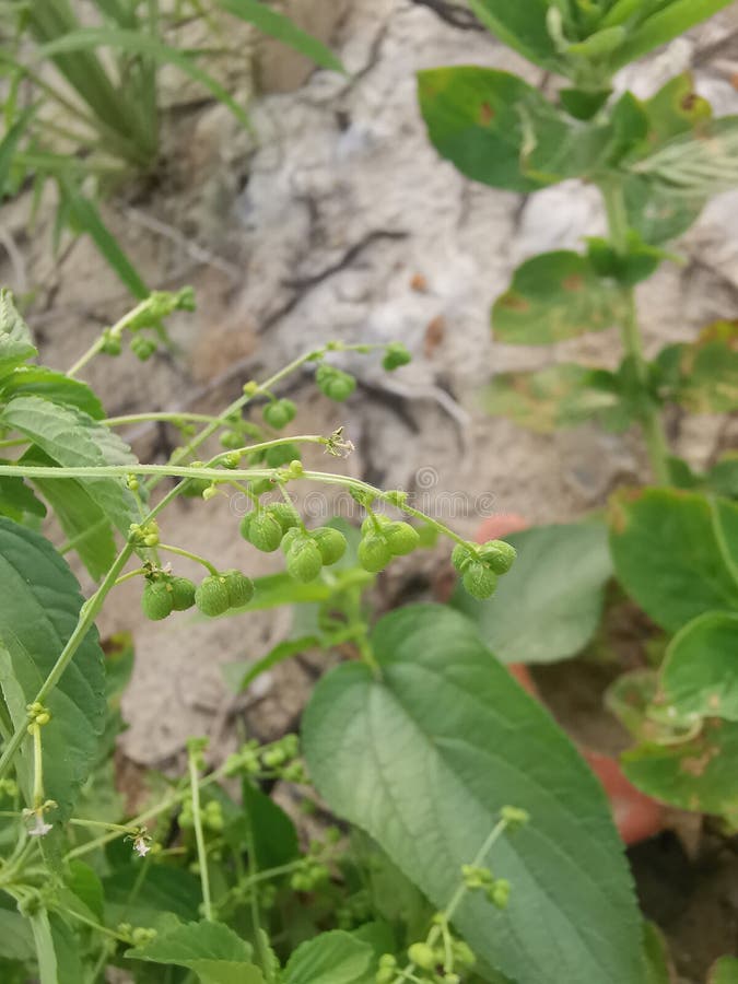 Micrococca Mercurialis the Wild Annual Weed Plant with Tiny Seeds on ...