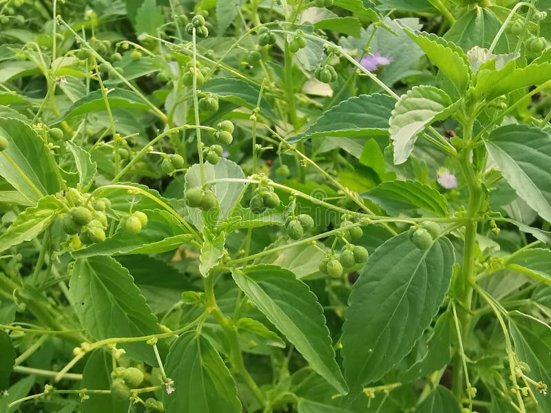 Micrococca Mercurialis the Wild Annual Weed Plant with Tiny Seeds on ...