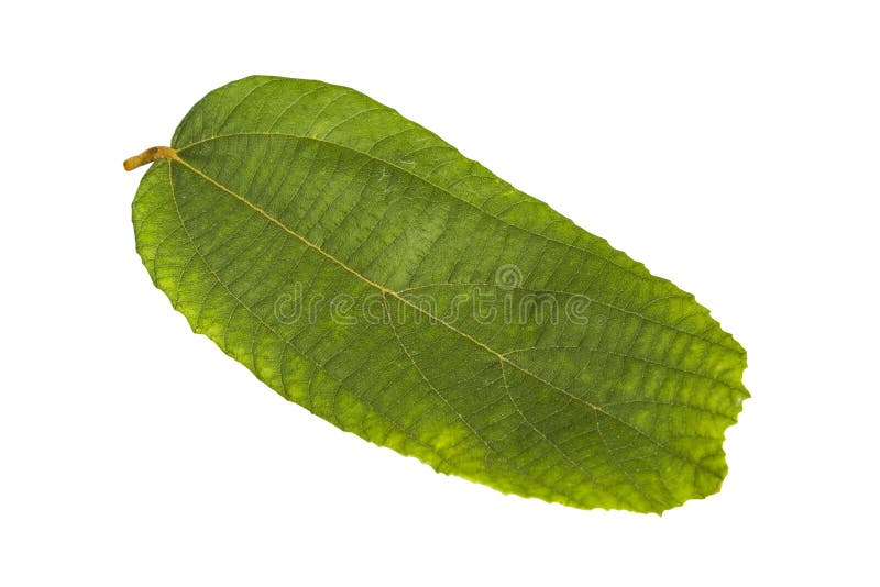 Microcos Tomentosa Smith Leaf Stock Photo - Image of white, microcos ...