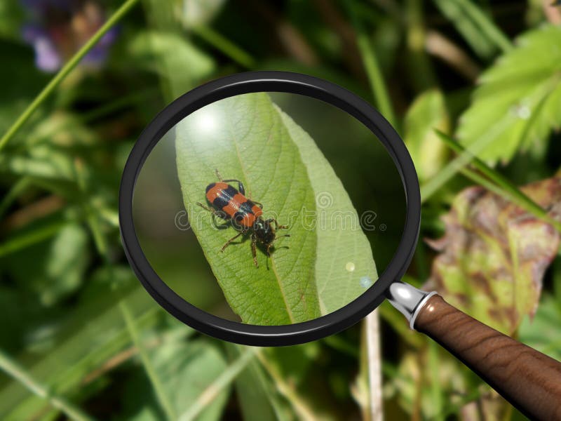 Insect Under Magnifying Glass Stock Illustrations – 152 Insect Under ... Insect Under Magnifying Glass Stock Illustrations – 152 Insect Under ...