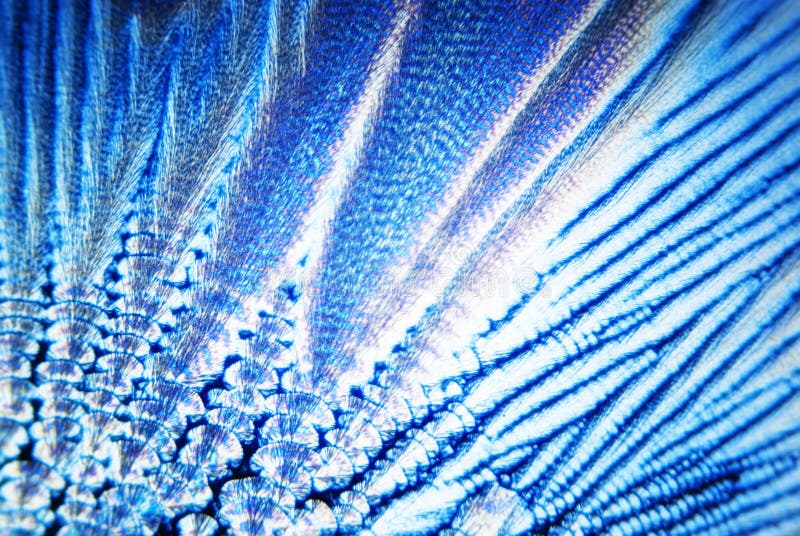 Microcrystals Alla Luce Polarizzata Immagine Stock - Immagine di ...