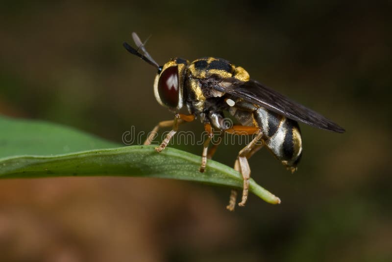 Microdon hoverfly stock photo. Image of animal, outdoor - 10386960