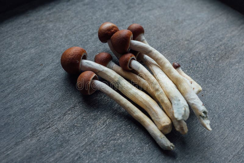 Daily Microdose Routine with Psilocybe Cubensis Stock Image - Image of ...