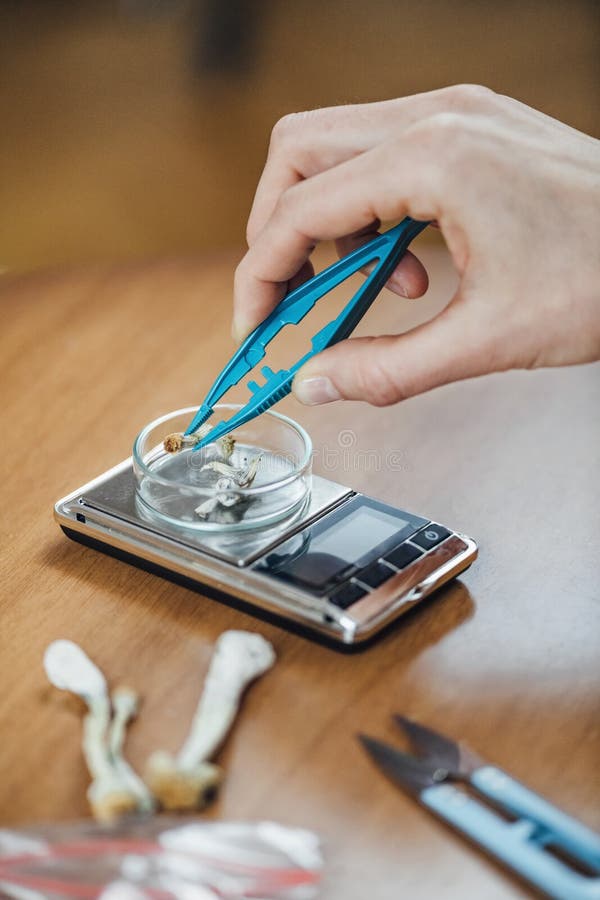 Microdosing Magic Mushrooms Psilocybin. Measuring daily Micro Dose of ...