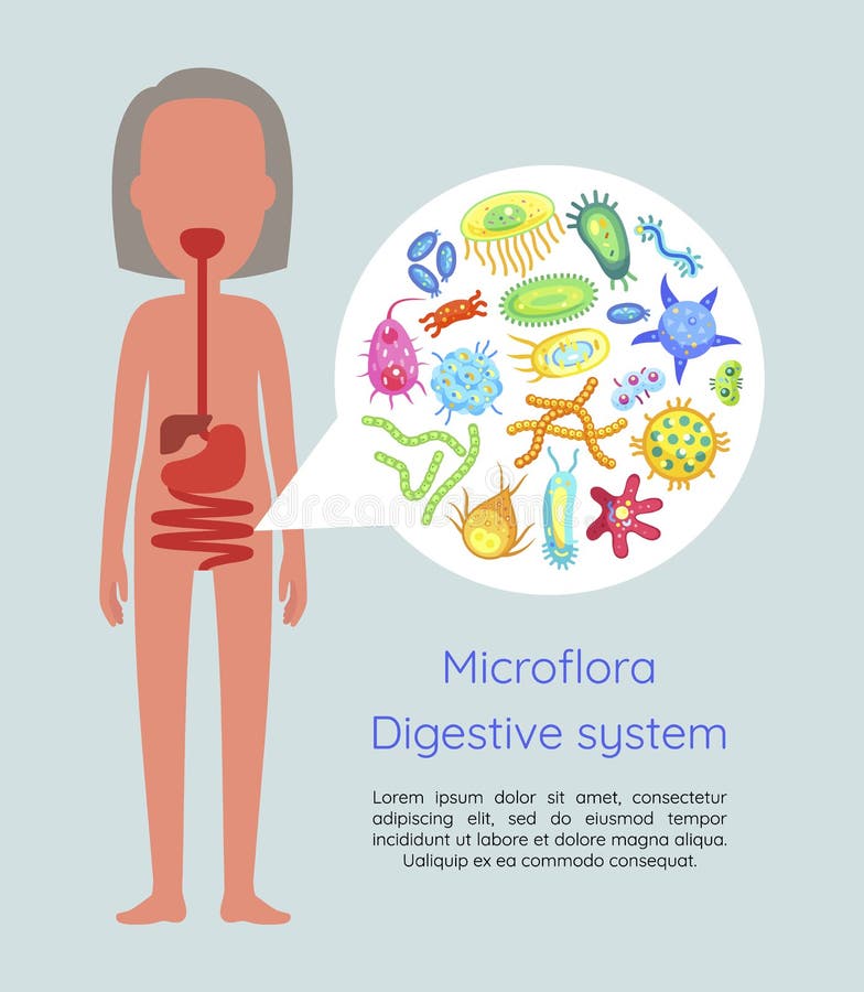 Microflora Body Stock Illustrations – 691 Microflora Body Stock ...