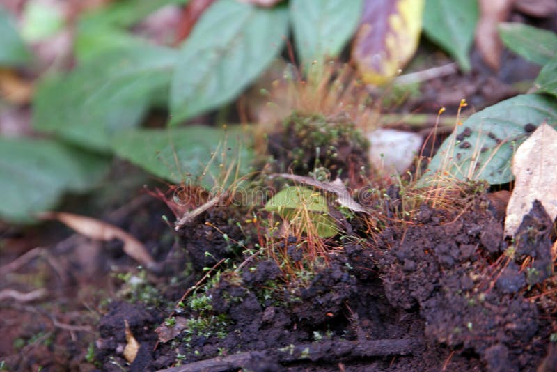 Microflora, Mosses in Natural Forest Stock Image - Image of thailand ...