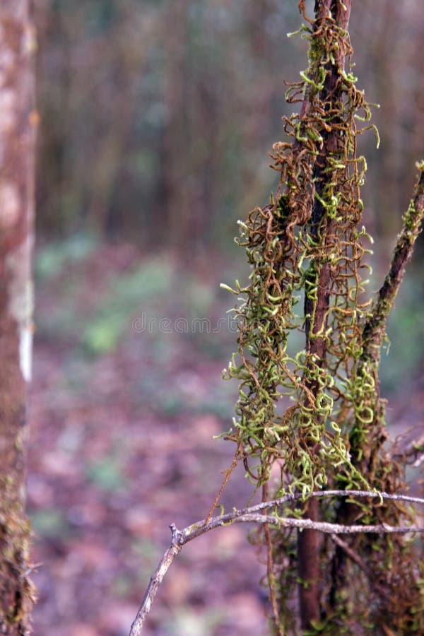 Microflora, Mosses in Natural Forest Stock Image - Image of green ...