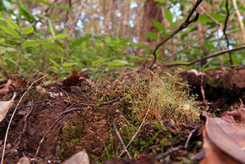 Microflora, Mosses in Natural Forest Stock Image - Image of ecosystem ...