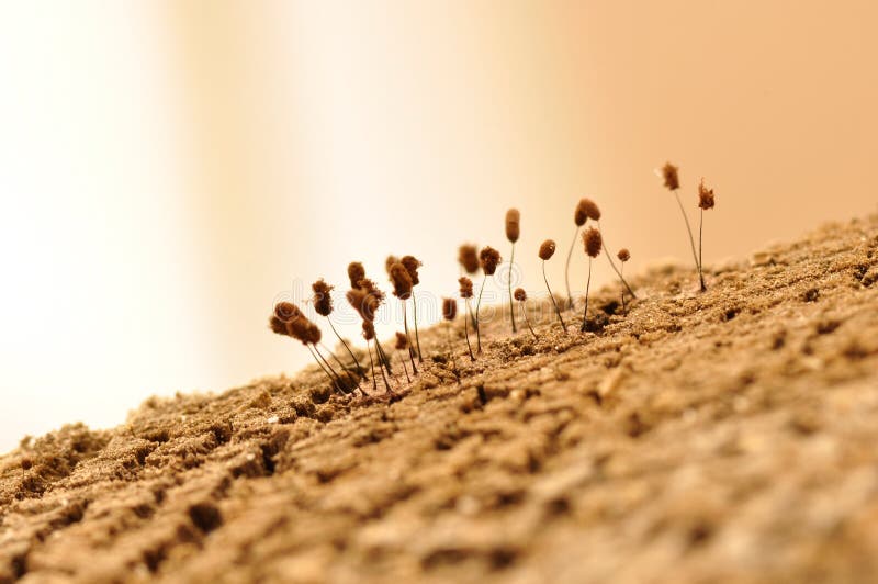 Microfungi Wood Stock Photos - Free & Royalty-Free Stock Photos from ...