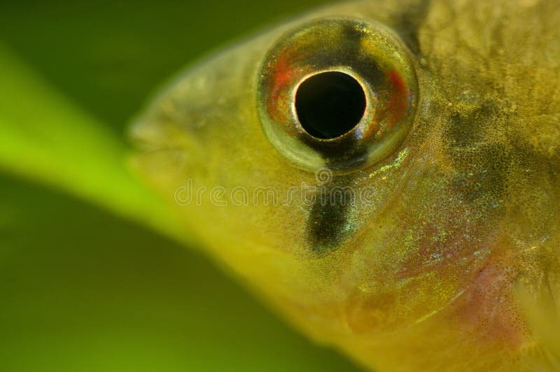 Microgeophagus Altispinosus Stock Photo - Image of decorative ...