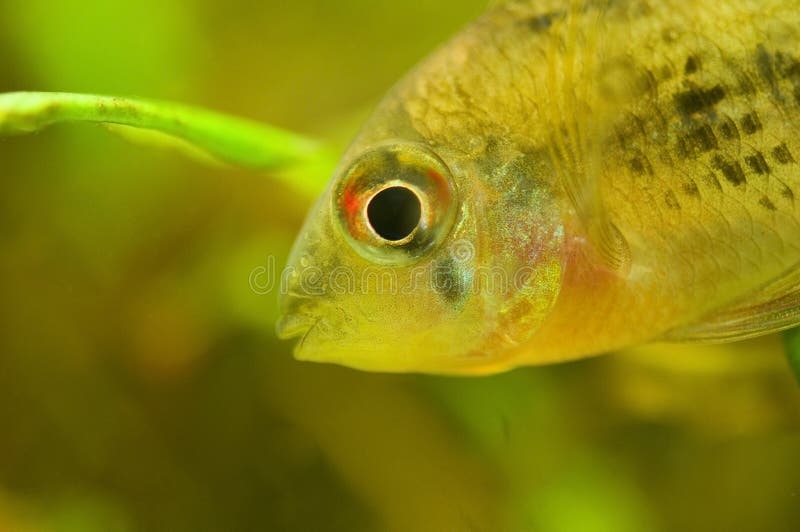 Microgeophagus Altispinosus Stock Photo - Image of animal, beauty: 22105052