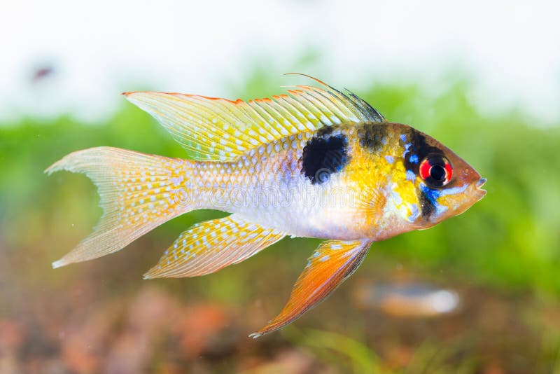 Microgeophagus Ramirezi 2 foto de archivo. Imagen de mariposa - 54295128
