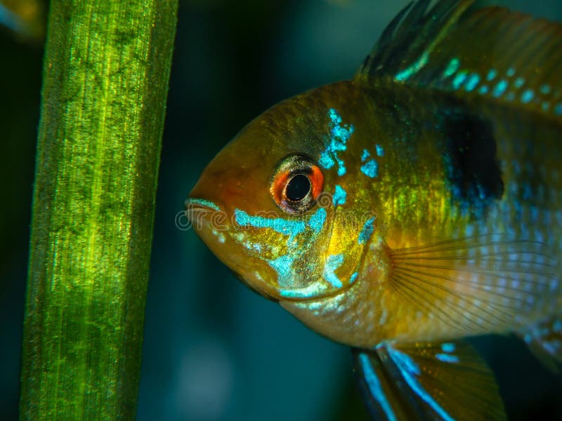 Mikrogeophagus Ramirezi in Aquarium Stock Photo - Image of cichlidae ...