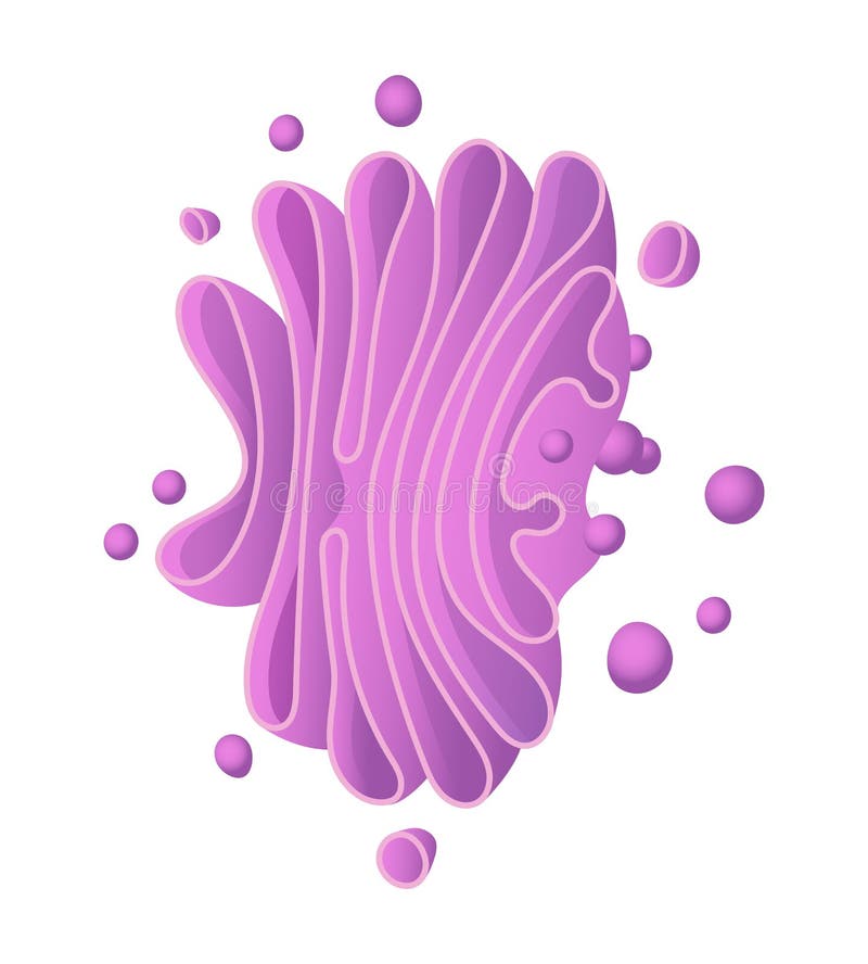 Illustration of the Golgi Apparatus Structure. Vector Infographics ...