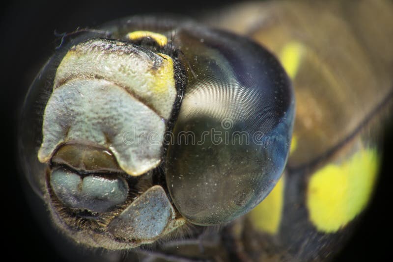 Micrográfo De La Cabeza De Una Libélula Foto de archivo - Imagen de ...