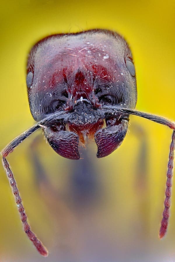 Micrograaf Van Het Hoofd Van Een Bidsprinkhaan Stock Afbeelding - Image ...