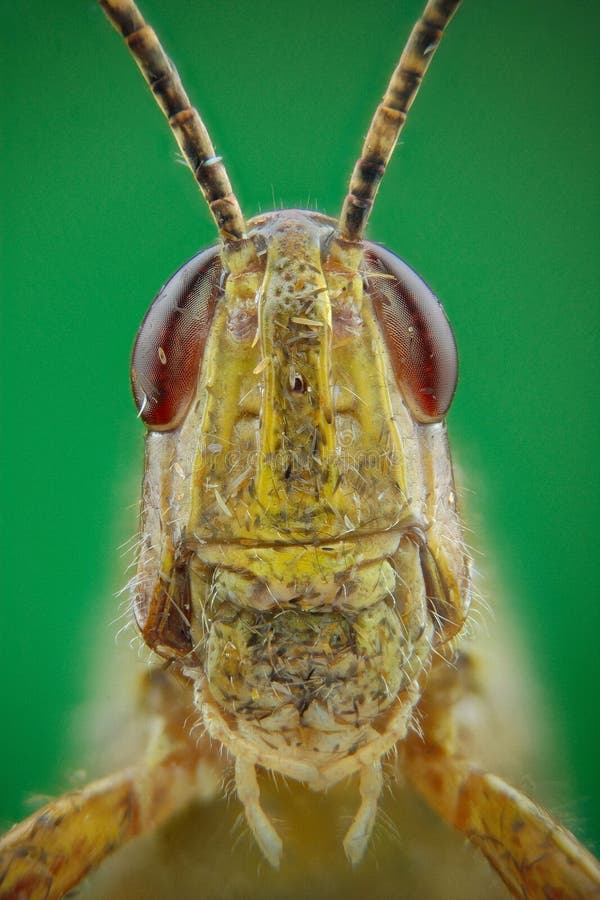 Micrograaf Van Het Hoofd Van Een Sprinkhaan Stock Afbeelding - Image of ...