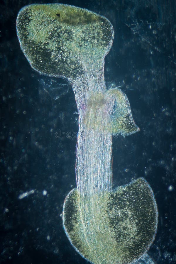 Micrograph Arabidopsis Thaliana Root Stock Image - Image of biology ...