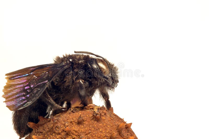 Micrograph of a Black Bumblebee Sitting on a Spiny Shell of a Chestnut ...