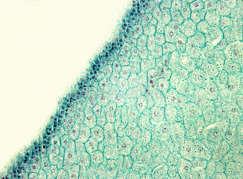 Microstructure of Corn Scutellum Stock Image - Image of histology ...