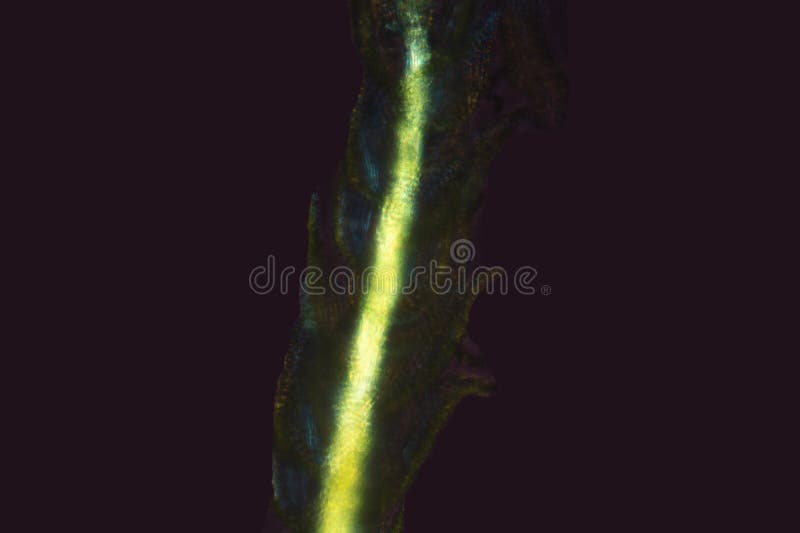 Micrograph of the Glowing Stem of a Fern Moss, Thuidium Stock Photo ...