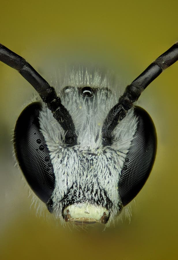 Micrograph of the Head of a Bee Stock Image - Image of eyes, microscope ...