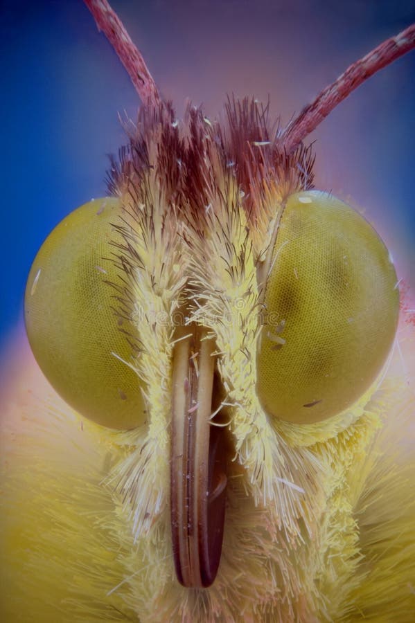 Micrograph of the Head of a Butterfly Stock Photo - Image of organism ...