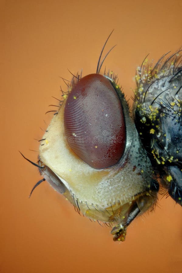 Micrograph of the Head of a Fly Stock Image - Image of pollen ...